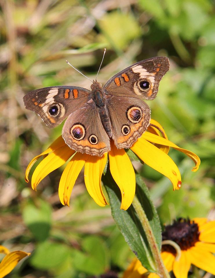 Buckeye Butterfly by Steve Coburn-Griffis
