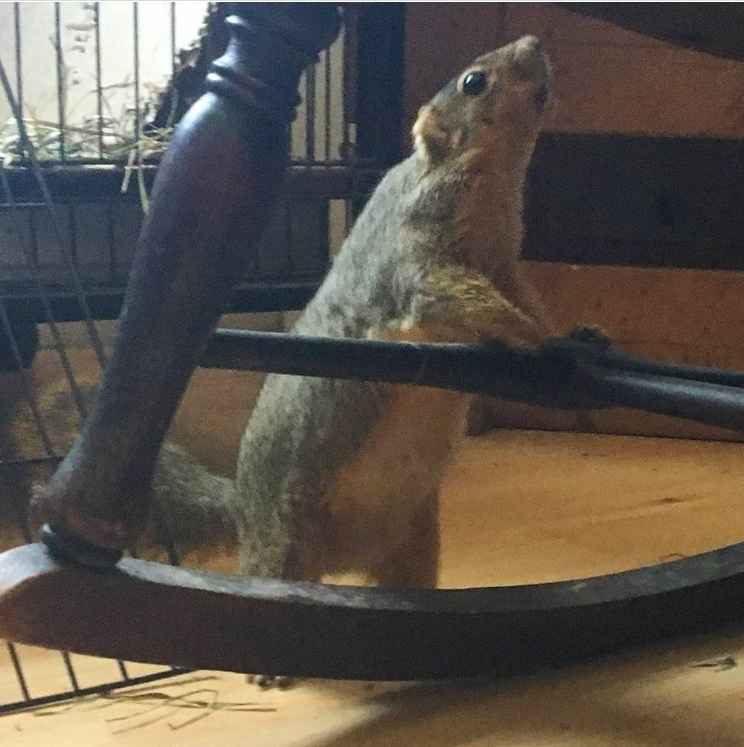 Mighty eight toes has 20